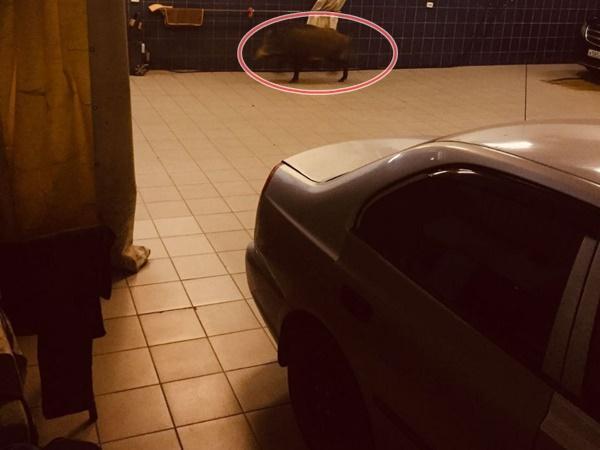 В Ростове поймали третьего сбежавшего дикого кабана » DonDay - новости Ростова-на-Дону ...