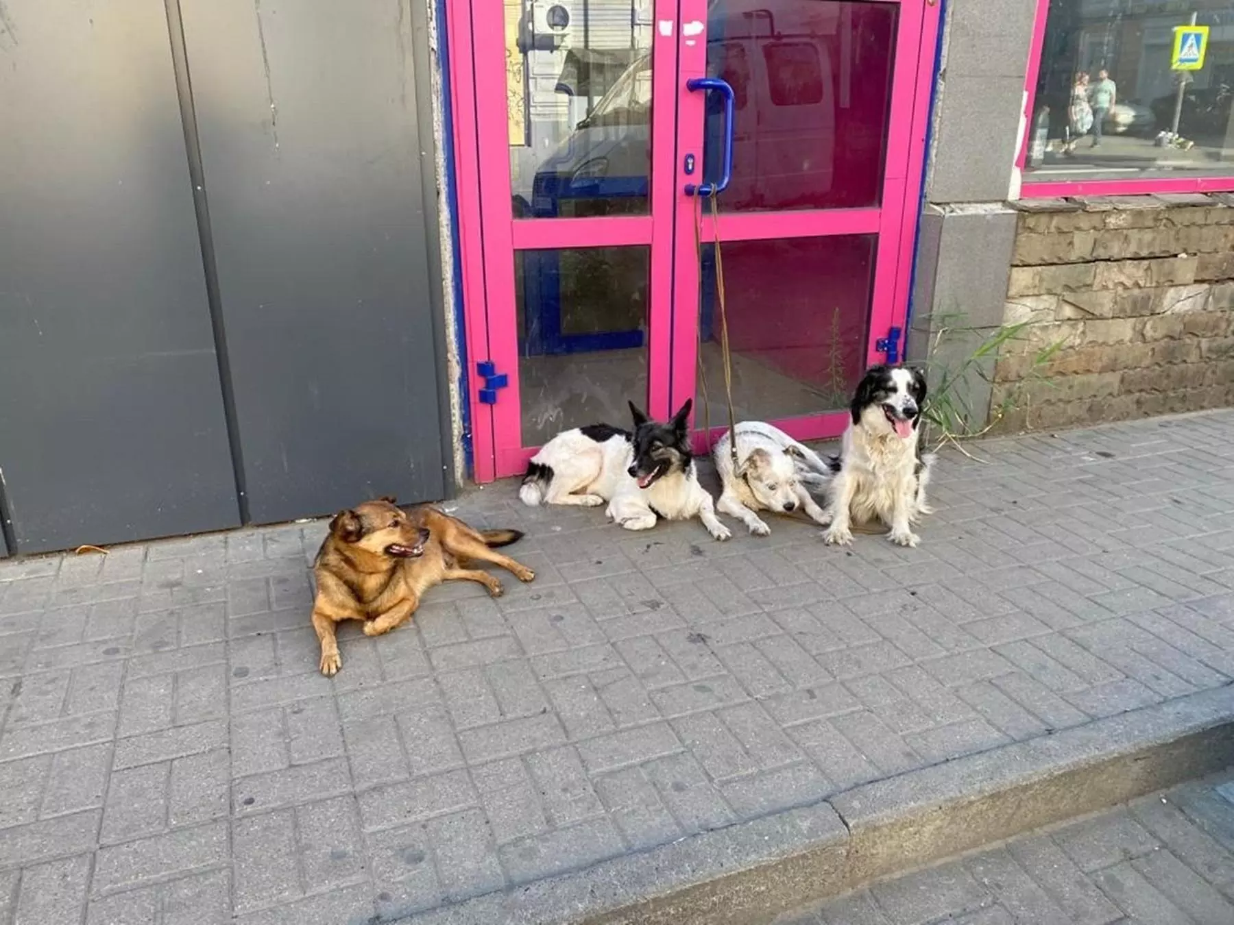 На содержание бездомных собак в Ростове выделят 5 миллионов рублей » DonDay