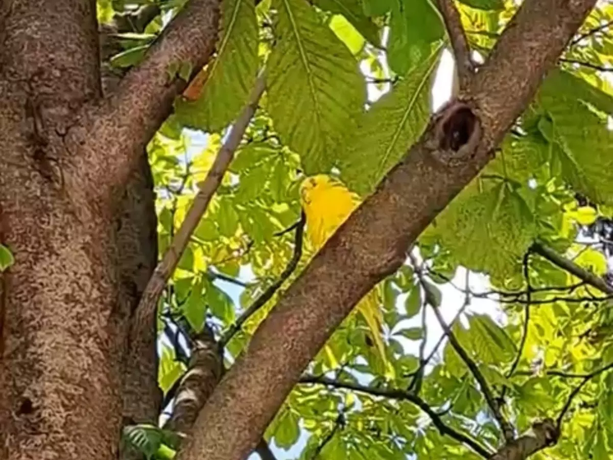 Жители Ростова увидели на улице необычного экзотического попугая » DonDay