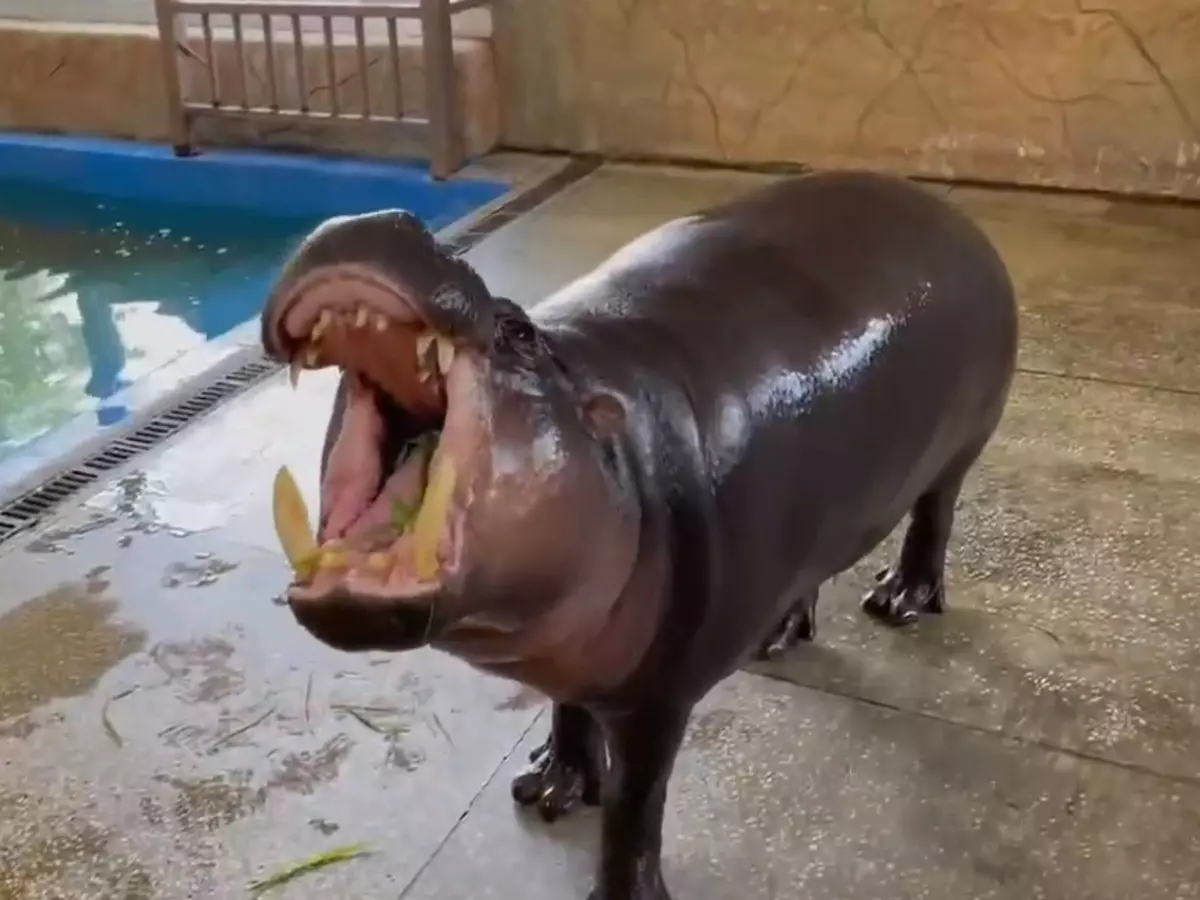 В Ростовском зоопарке показали забавное видео с карликовым бегемотом ...