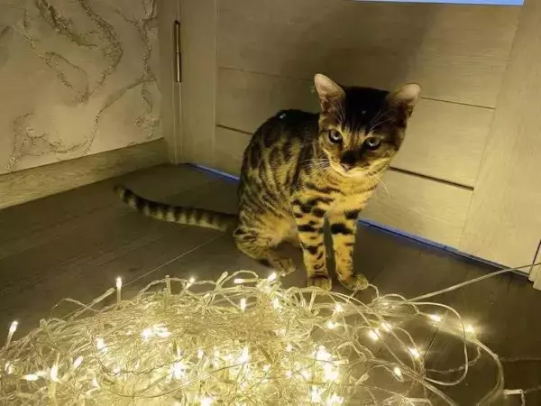 Тысячи ростовчан остались без электроэнергии 14 января » DonDay - новости Ростова-на-Дону ...