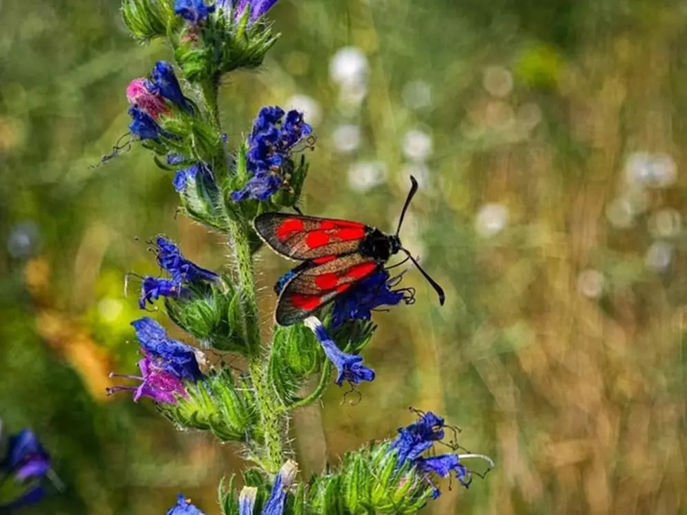 В Ростовской области обнаружили ядовитую бабочку » DonDay