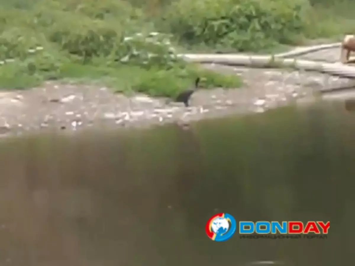 В Ростовской области рыбаки заметили редкую морскую птицу - баклана » DonDay