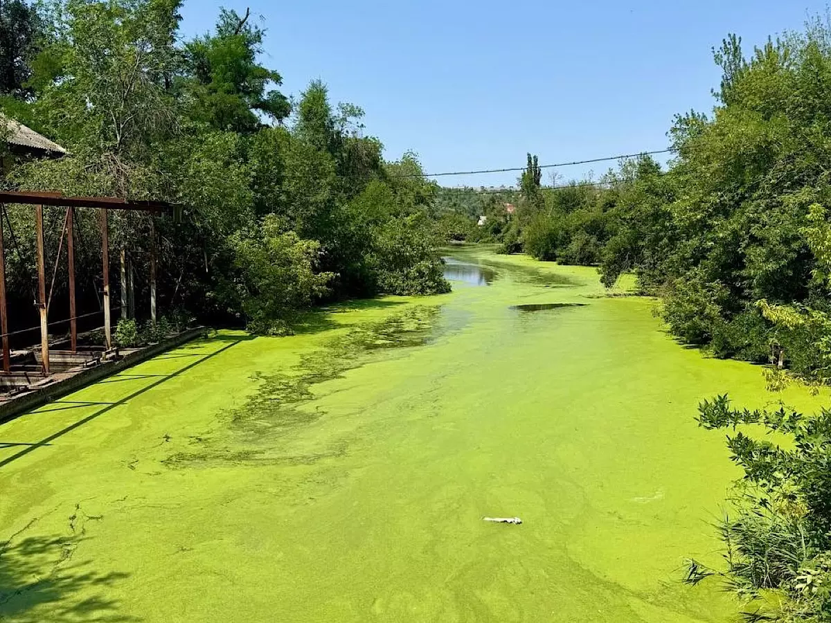Минприроды проверит позеленевшую реку в Красном Сулине » DonDay