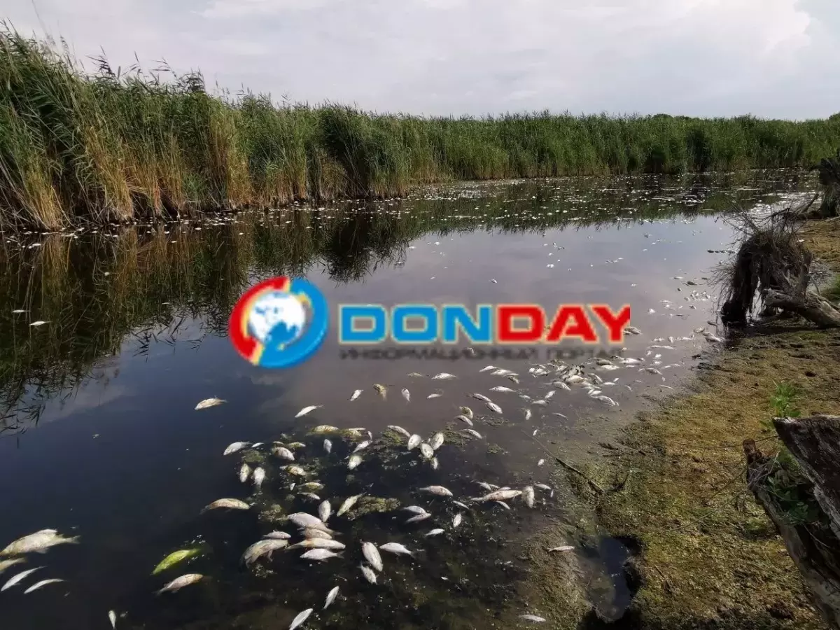 Минприроды Ростовской области проведет проверку реки Меловой после массового мора рыбы » DonDay