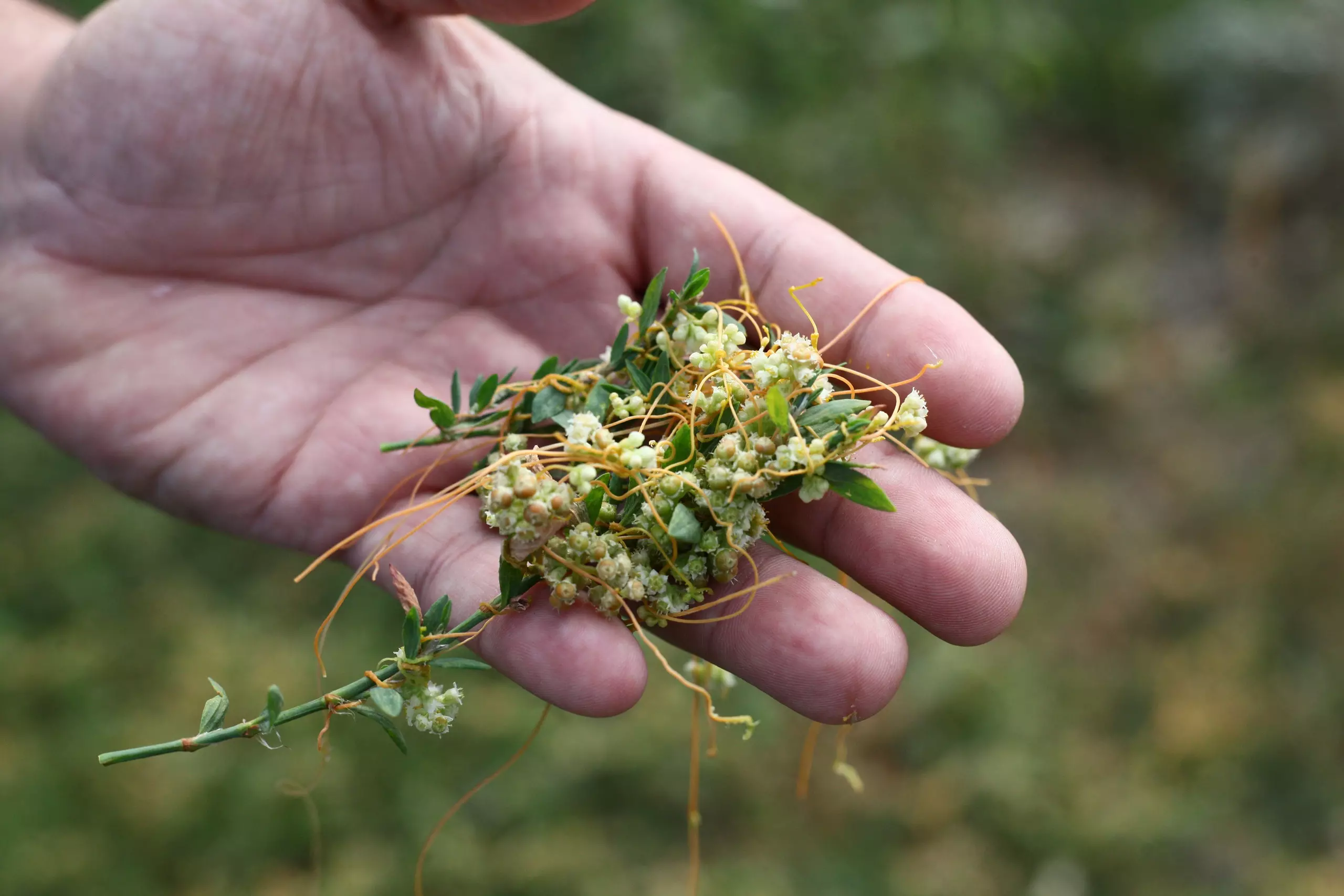 В Ростовской области ввели карантин из-за зарослей повилики » DonDay