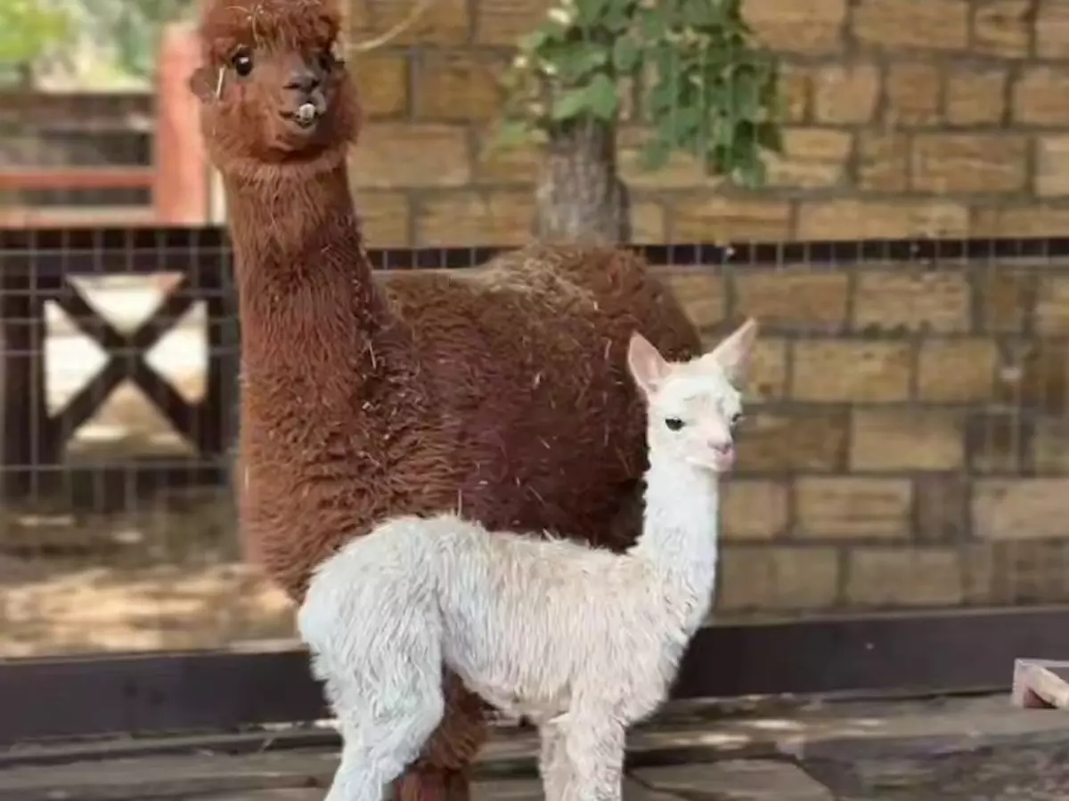 В парке «Лога» в семействе альпак родился малыш » DonDay