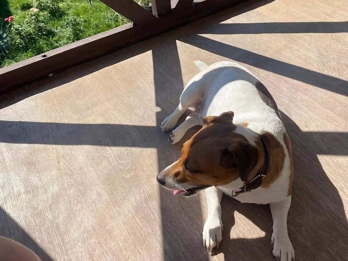 В Ростовской области ищут сбежавшую собаку семьи, попавшей в ДТП на трассе М-4 » DonDay