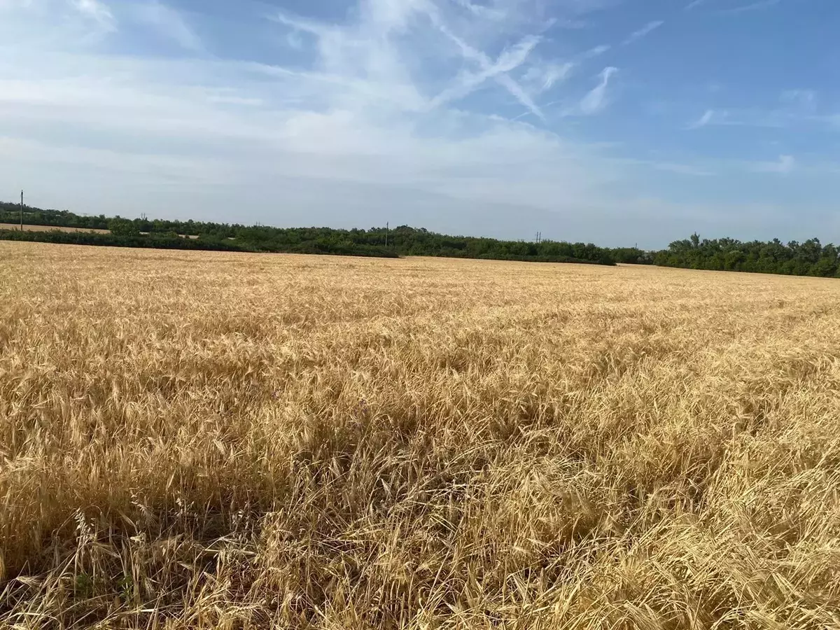 В поле в Ростовской области нашли беспилотник самолетного типа » DonDay