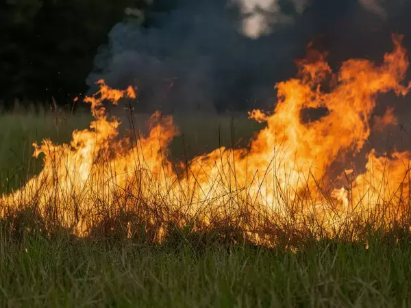 В Ростове спустя восемь часов потушили ландшафтный пожар на Левом берегу » DonDay