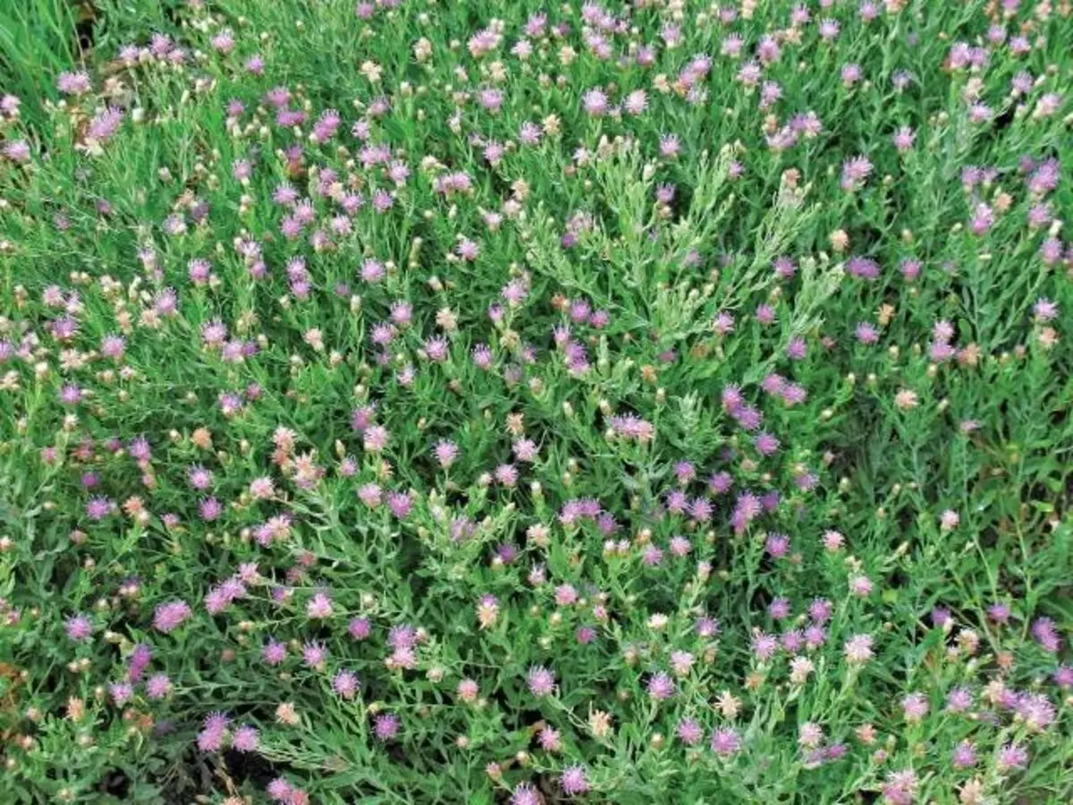 Из-за зарослей горчака еще в одном районе Ростовской области ввели карантин » DonDay