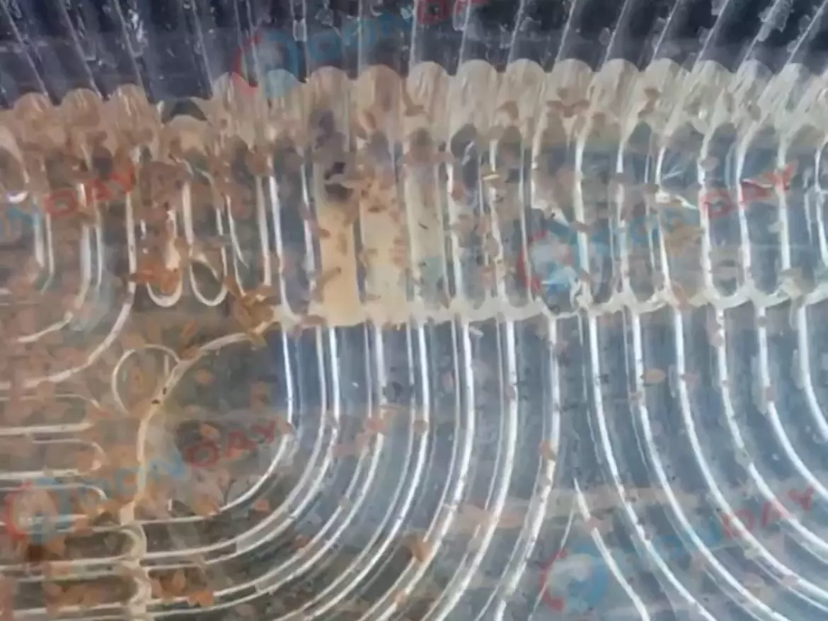 В Батайске горожане заметили странные организмы в ручье Быстром » DonDay