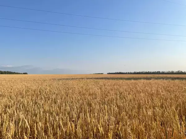 В Ростовской области посевы ячменя обработали запрещенным пестицидом » DonDay