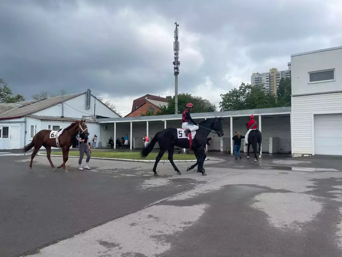 Полсотни лошадей могут оказаться на «улице» после закрытия ипподрома в Ростове » DonDay