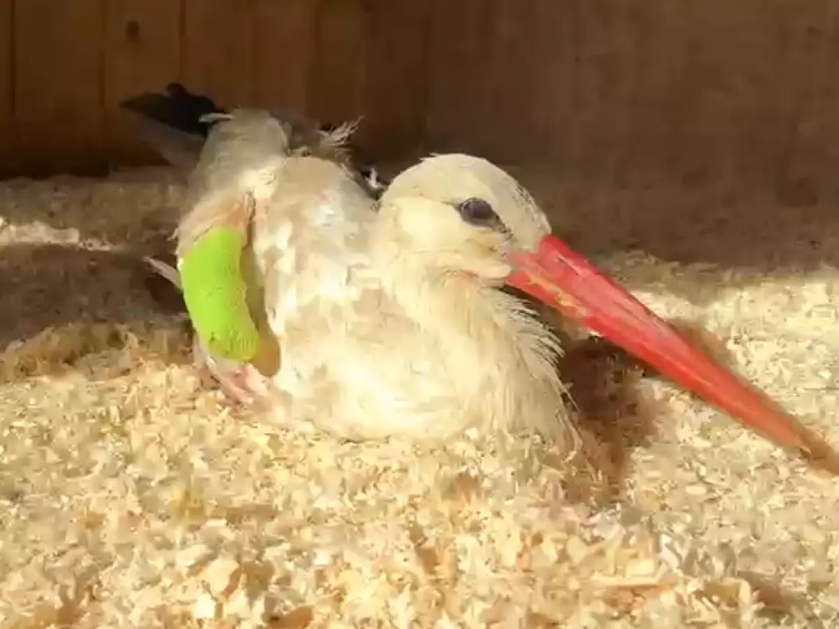 В парке «Малинки» спасли раненного дробью краснокнижного белого аиста » DonDay